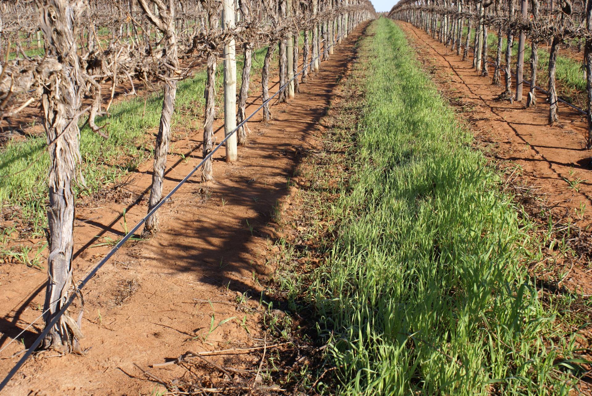 Vineyard & Orchard Sweepers - Spagnolo Engineering